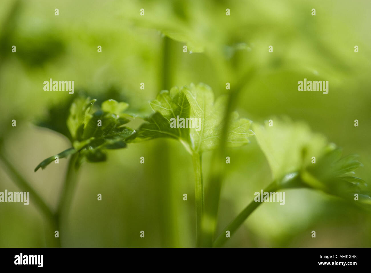 Pick parsley hi-res stock photography and images - Alamy