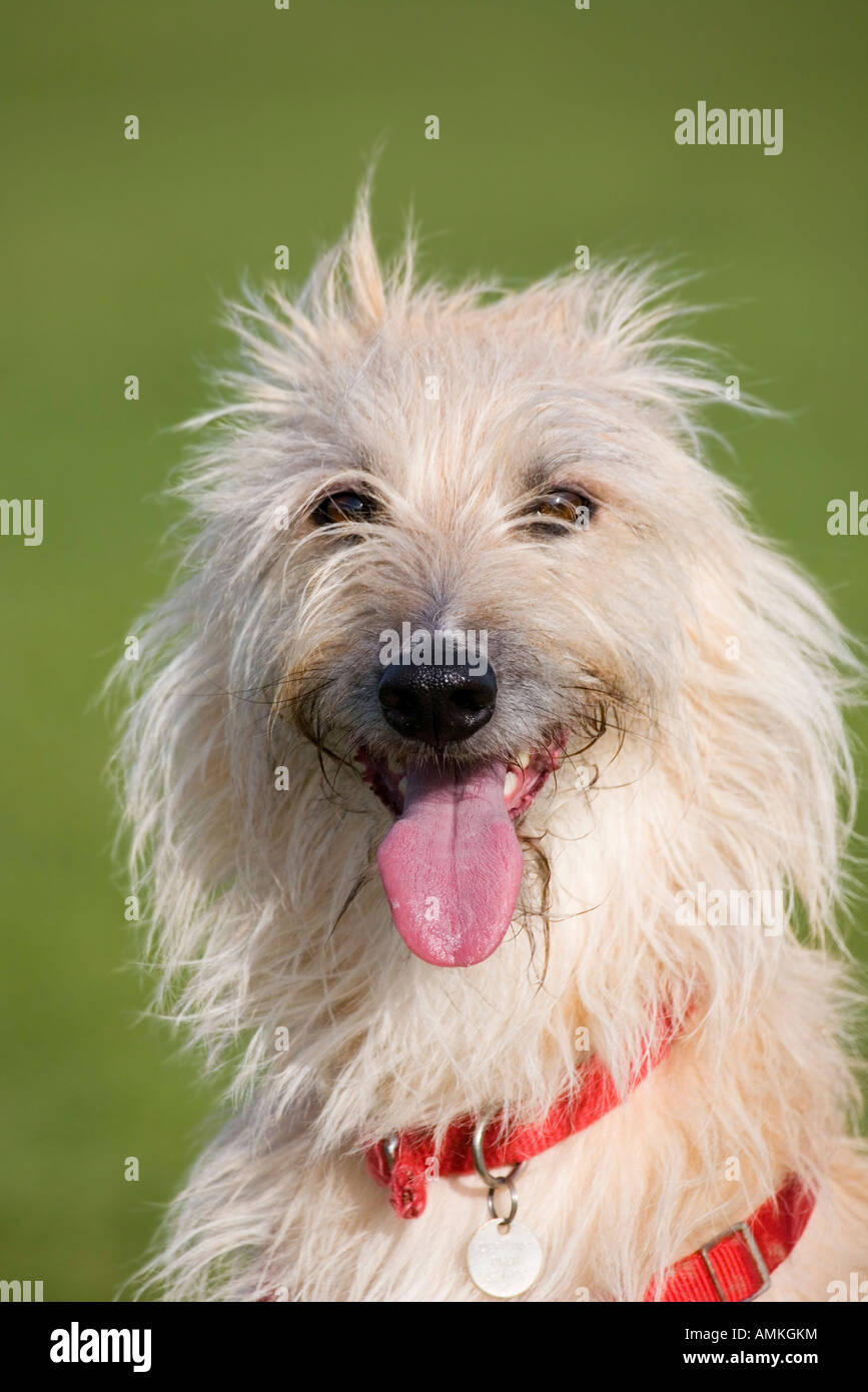 Portrait of a lurcher dog wearing a red harness Stock Photo - Alamy