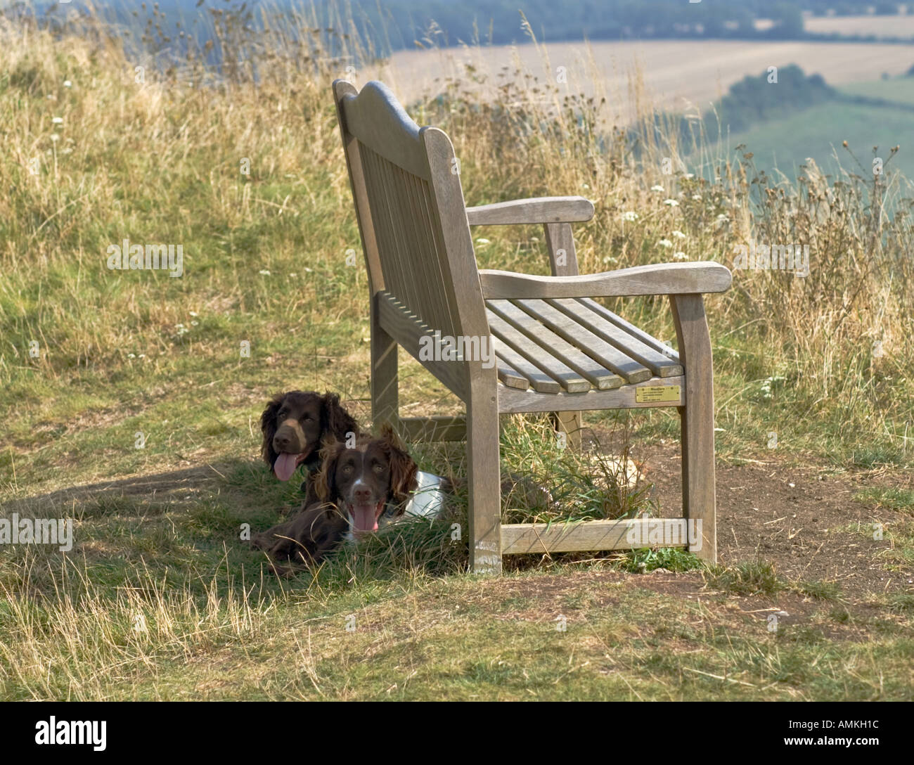 dogs resting in shade under a bench overlooking the vale of pewsey ...