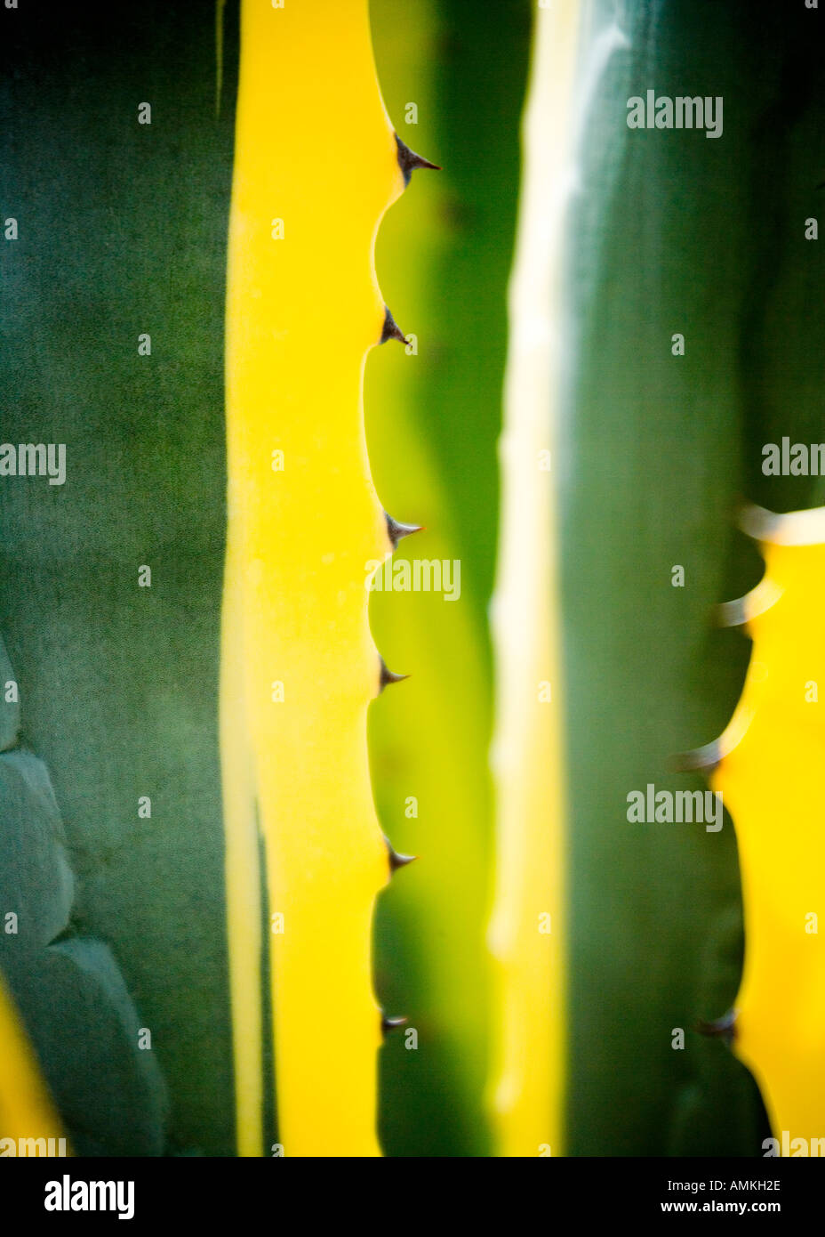 Variegata hi-res stock photography and images - Alamy