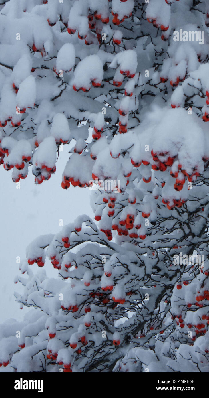 Snow laden bush with red berries Stock Photo - Alamy