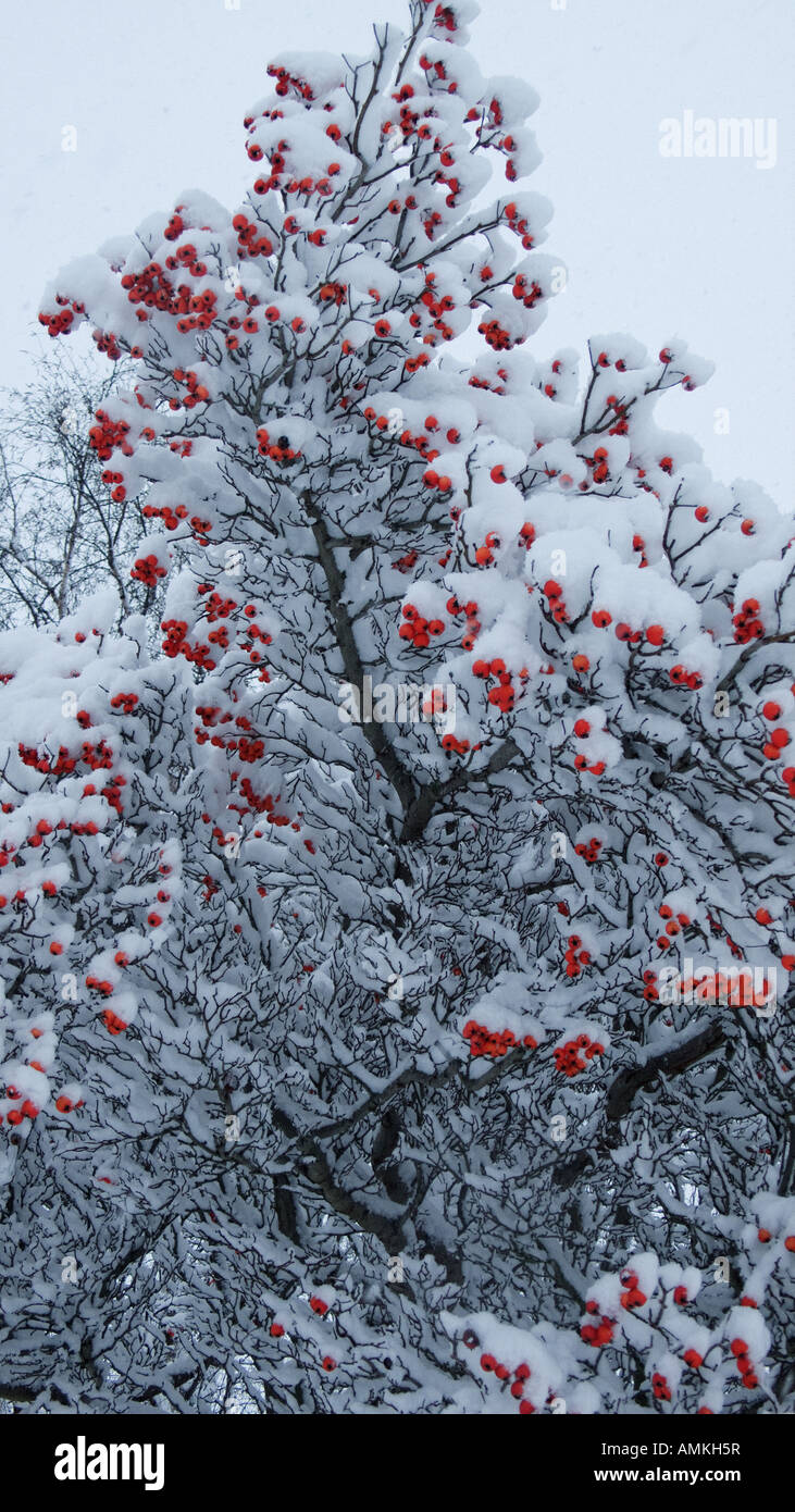 Snow laden shrub hi-res stock photography and images - Alamy
