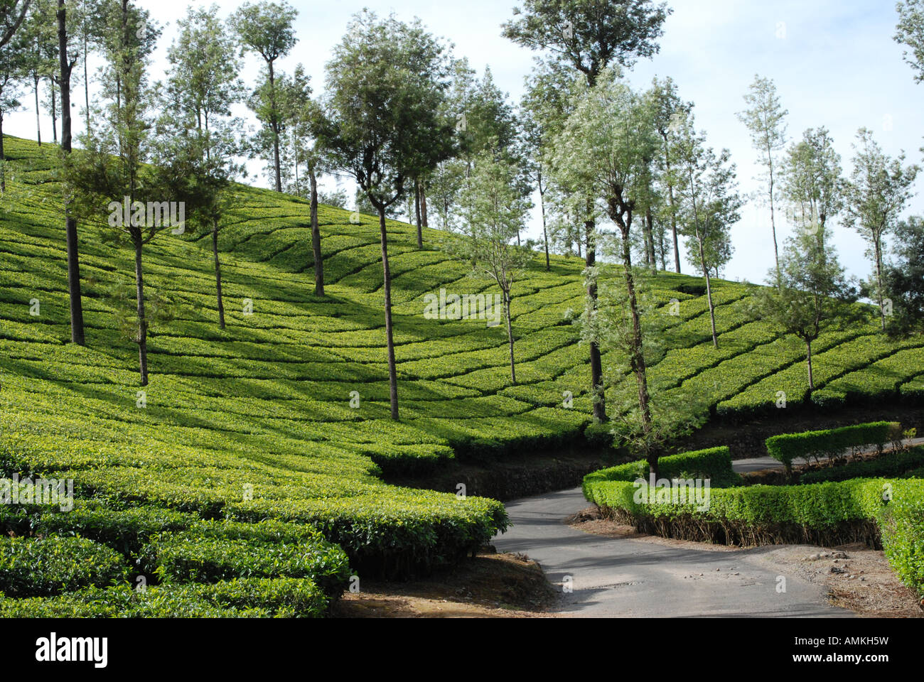 a road on tea plantations,wallppara Stock Photo - Alamy