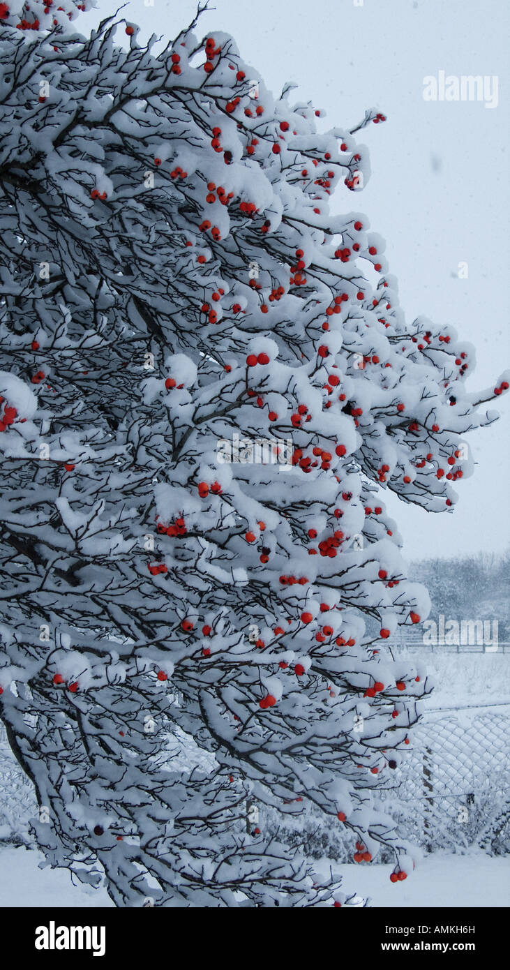 Snow laden shrub hi-res stock photography and images - Alamy