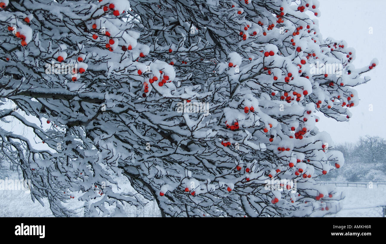 Snow laden shrub hi-res stock photography and images - Alamy