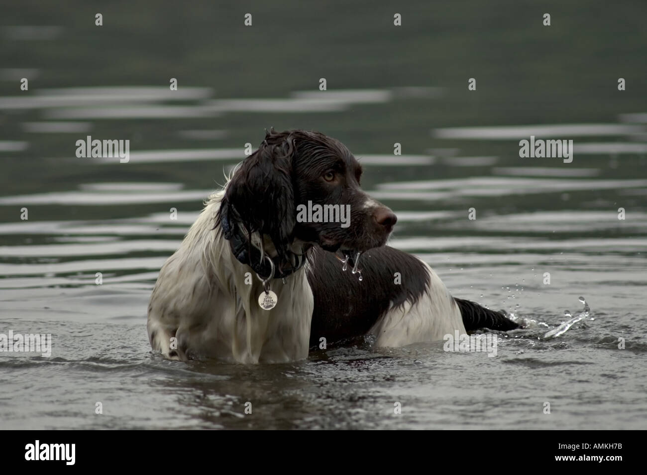 English Springer Spaniel swimming Stock Photo - Alamy