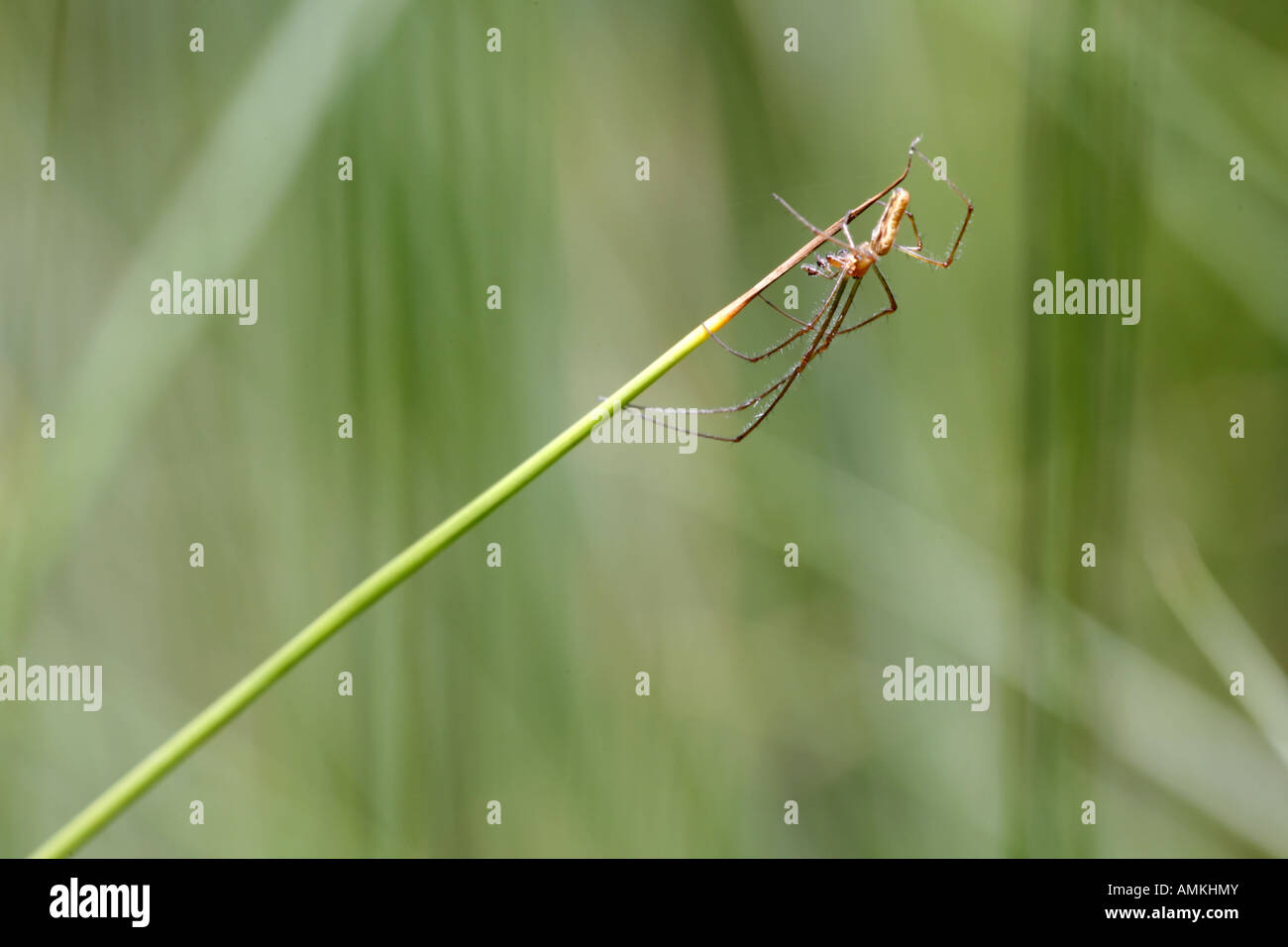 Bog spider hi-res stock photography and images - Alamy