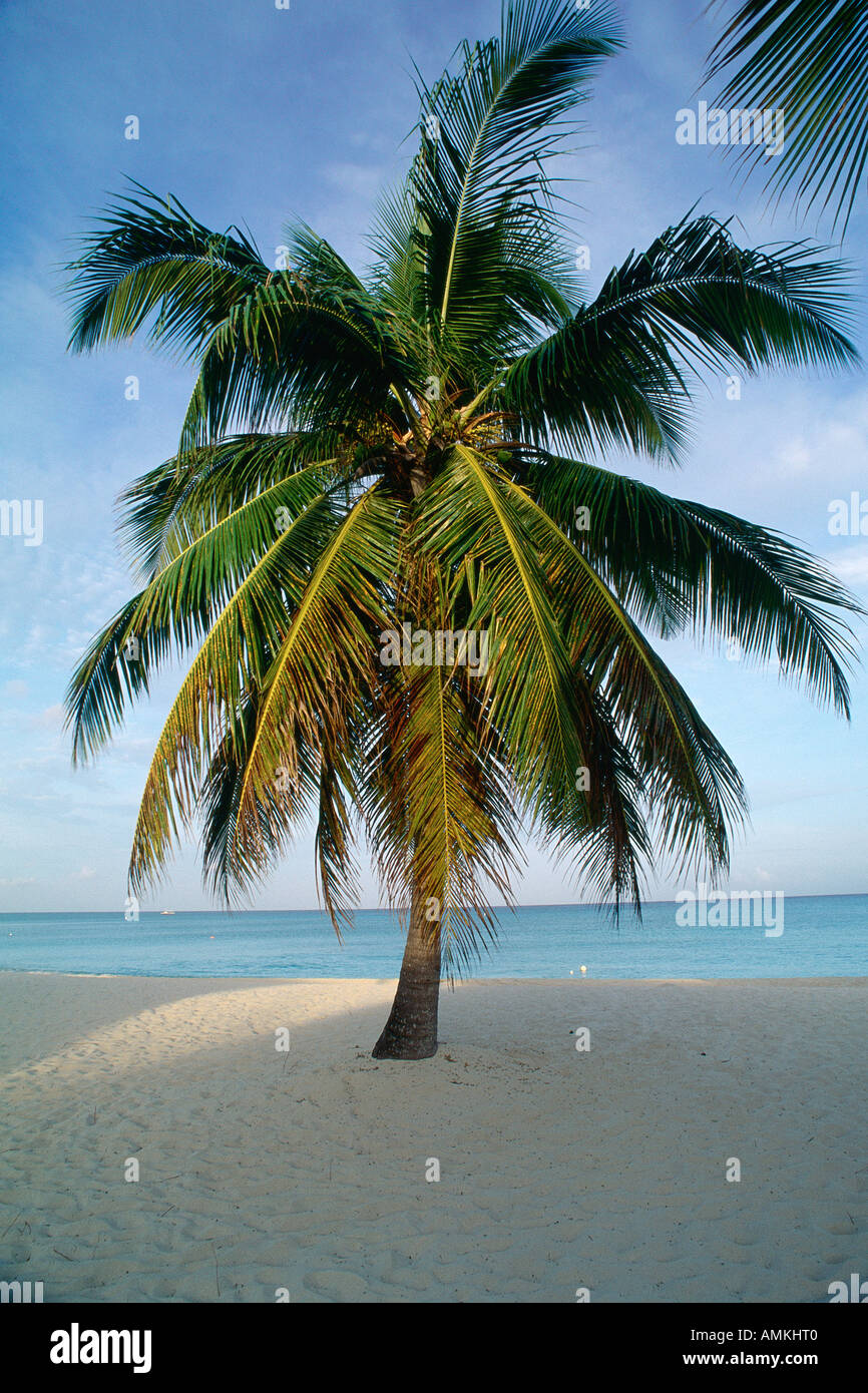 Palm Tree, Seven Mile Beach, Grand Cayman, Cayman Island Stock Photo ...