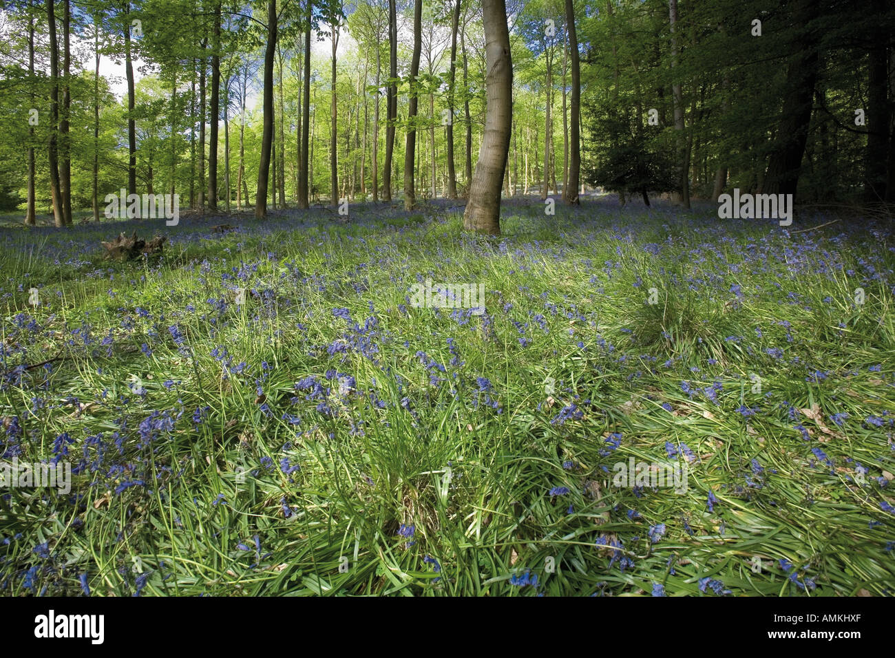 Forest of Dean Gloucestershire Midlands England Stock Photo - Alamy
