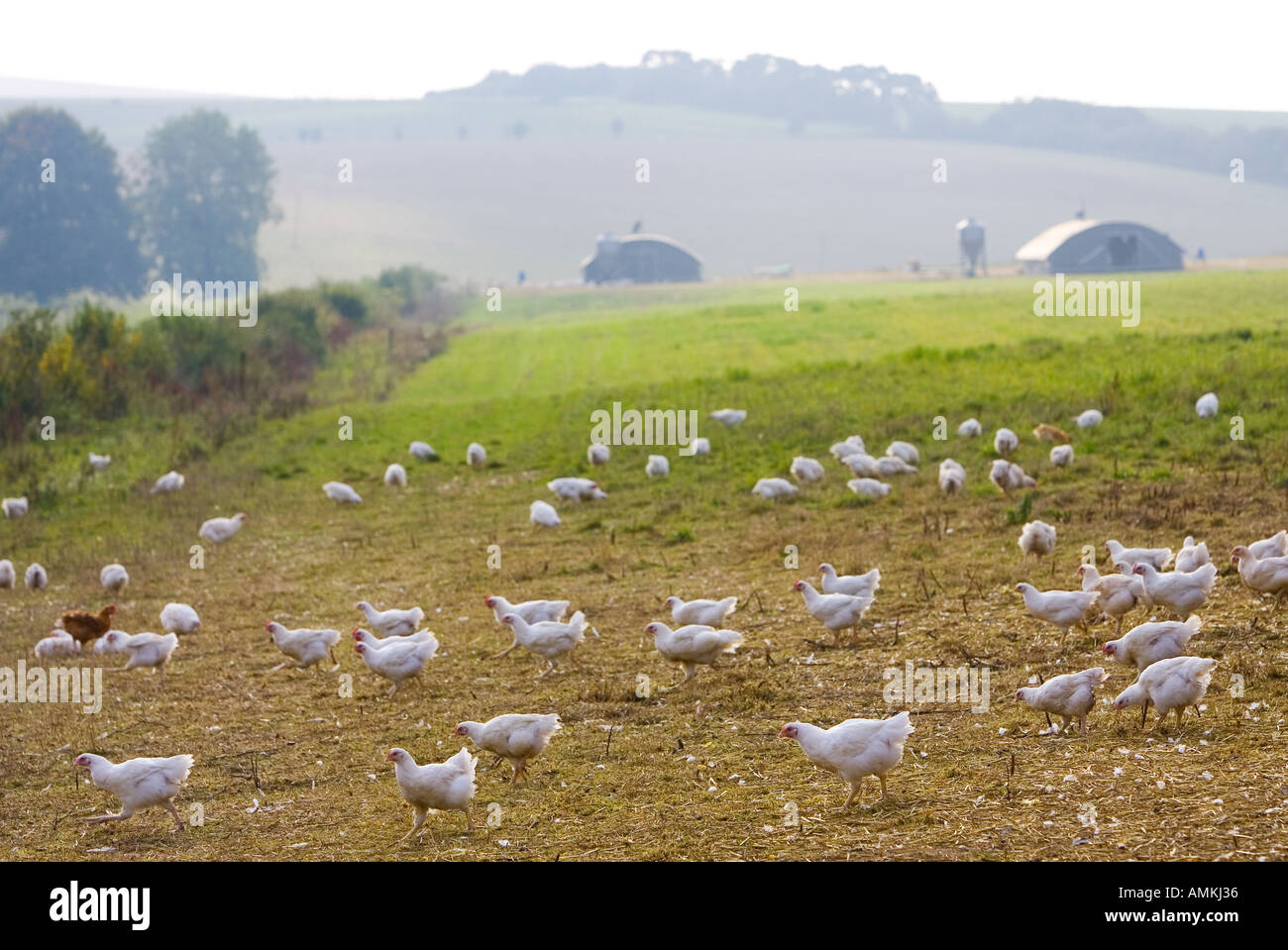 Free range chickens of breed Isa 257 roam freely at Sheepdrove Organic ...