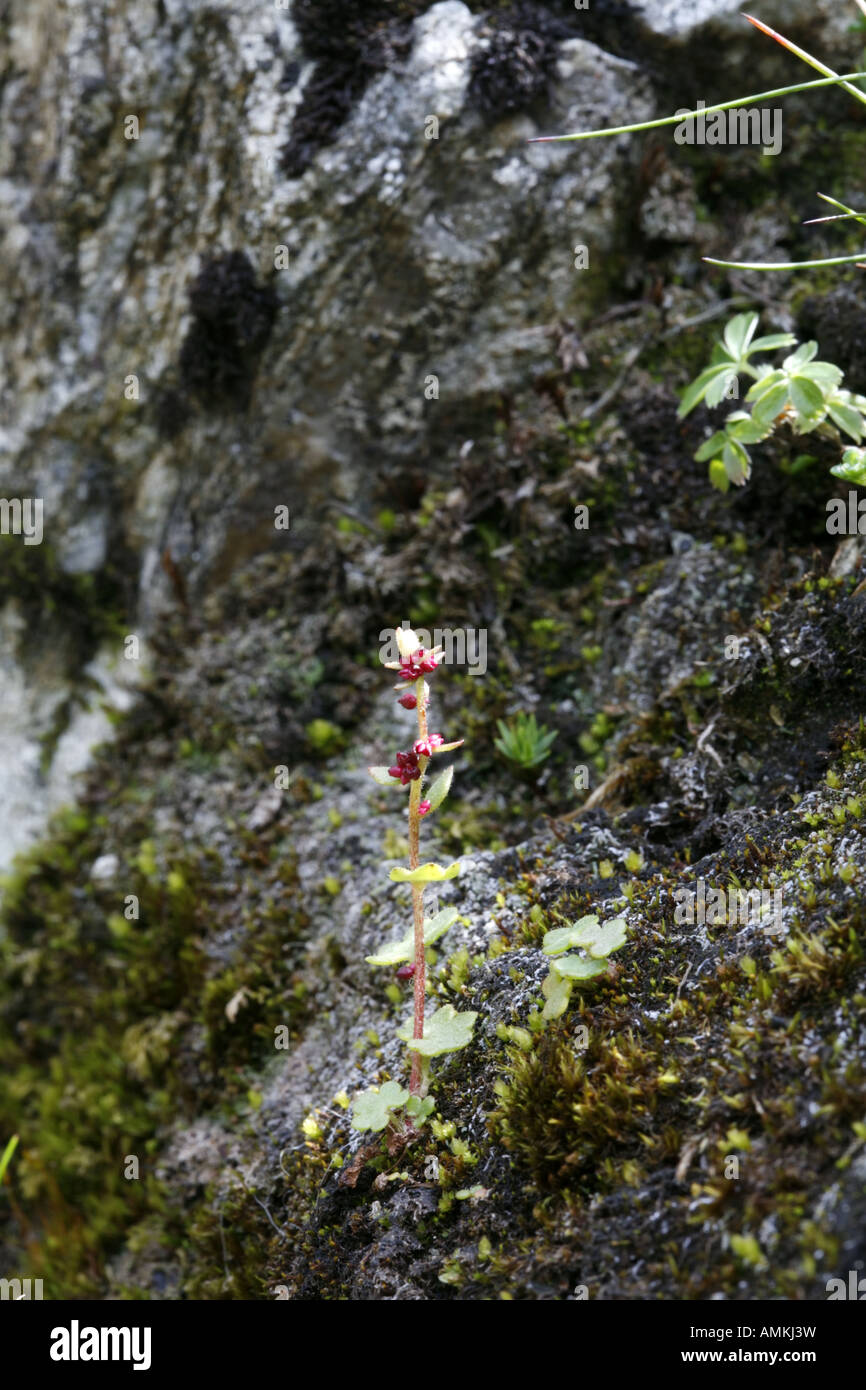 Cernua hi-res stock photography and images - Alamy