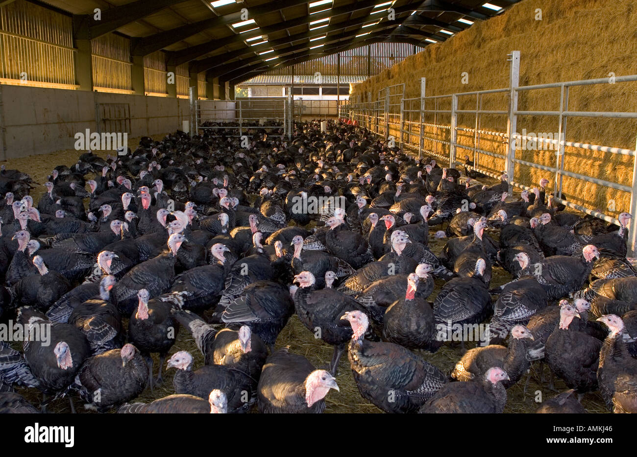Traditional norfolk poultry hi-res stock photography and images - Alamy