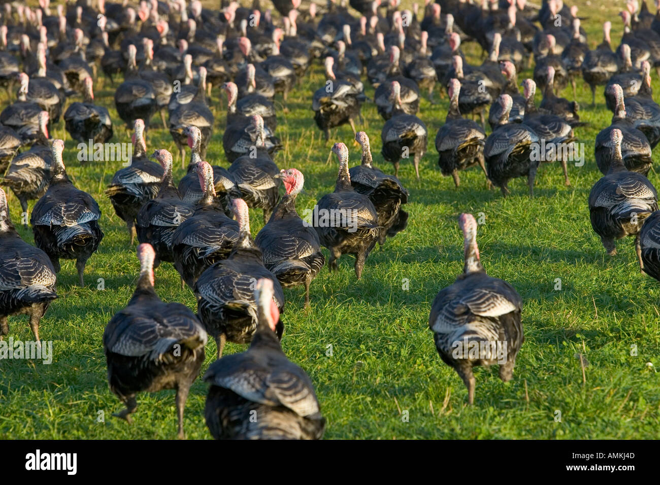 Traditional norfolk poultry hi-res stock photography and images - Alamy