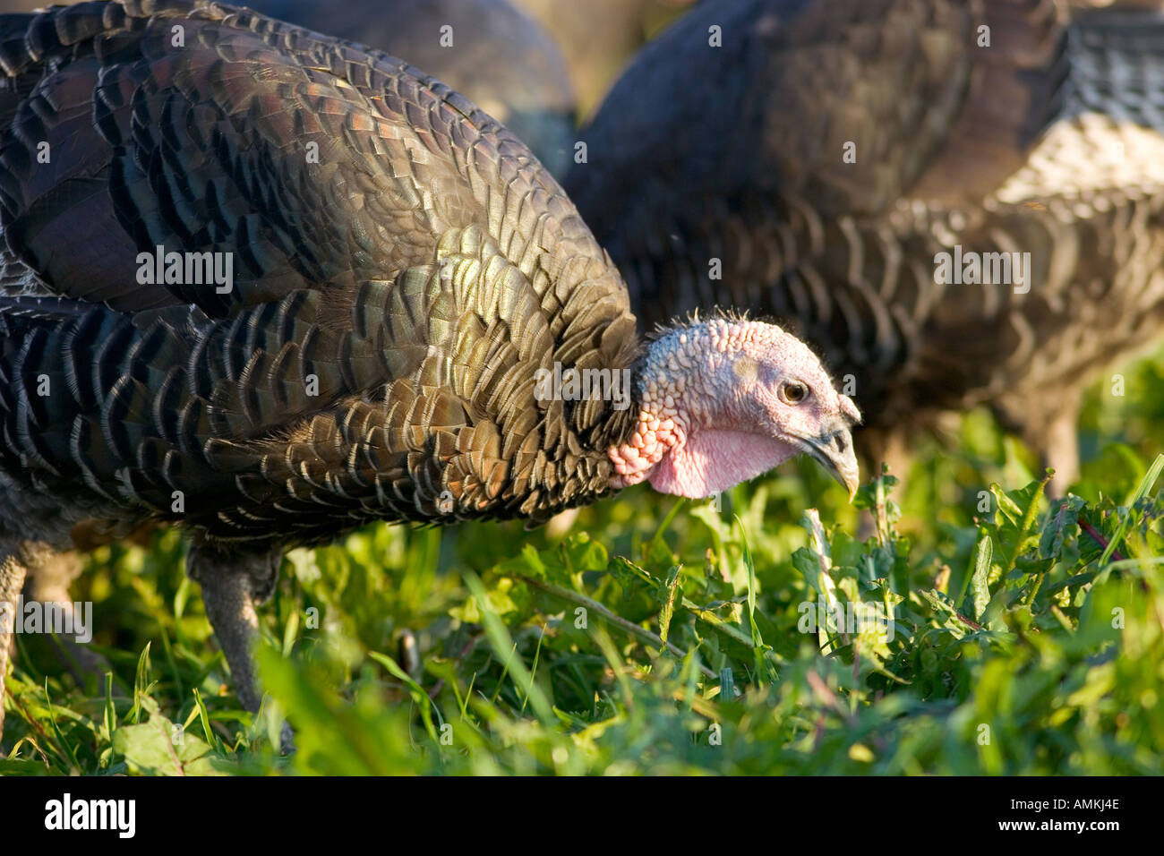 Free range Norfolk bronze turkeys roam freely at Sheepdrove Organic ...