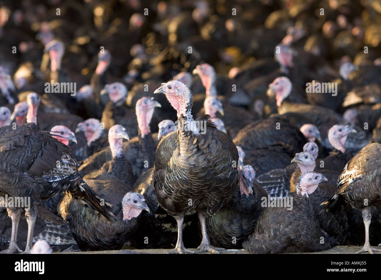 Traditional norfolk poultry hi-res stock photography and images - Alamy