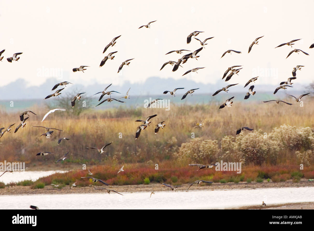 Migratory Lapwings and waders at the Thames Estuary Avian Flu Bird Flu ...