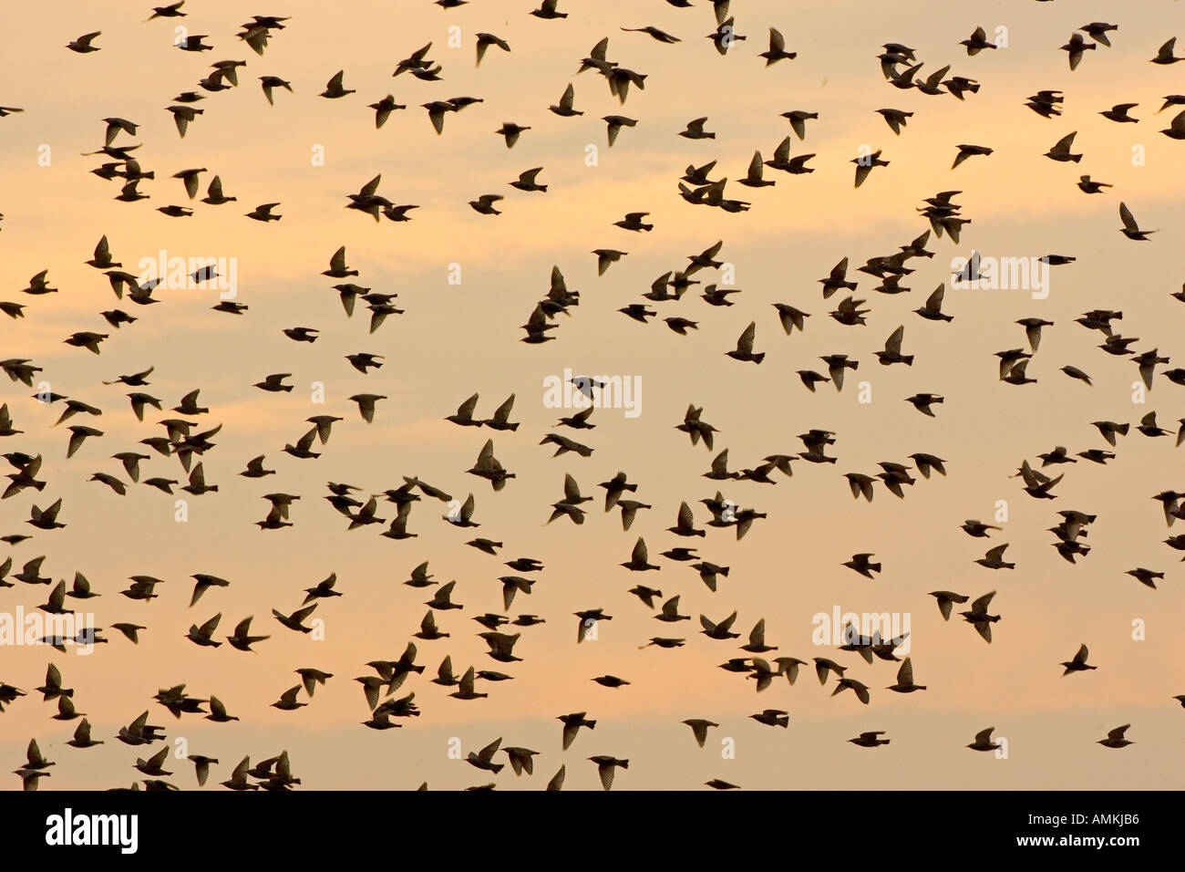 Migratory Starlings at Thames Estuary Avian Flu Bird Flu could be ...