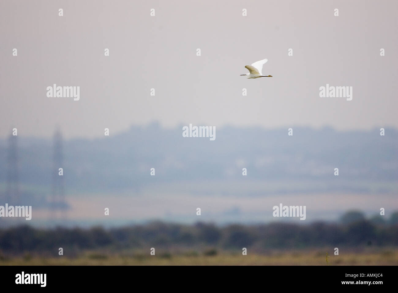 Cattle Egret flying alone at Thames Estuary Avian Flu Bird Flu could be ...
