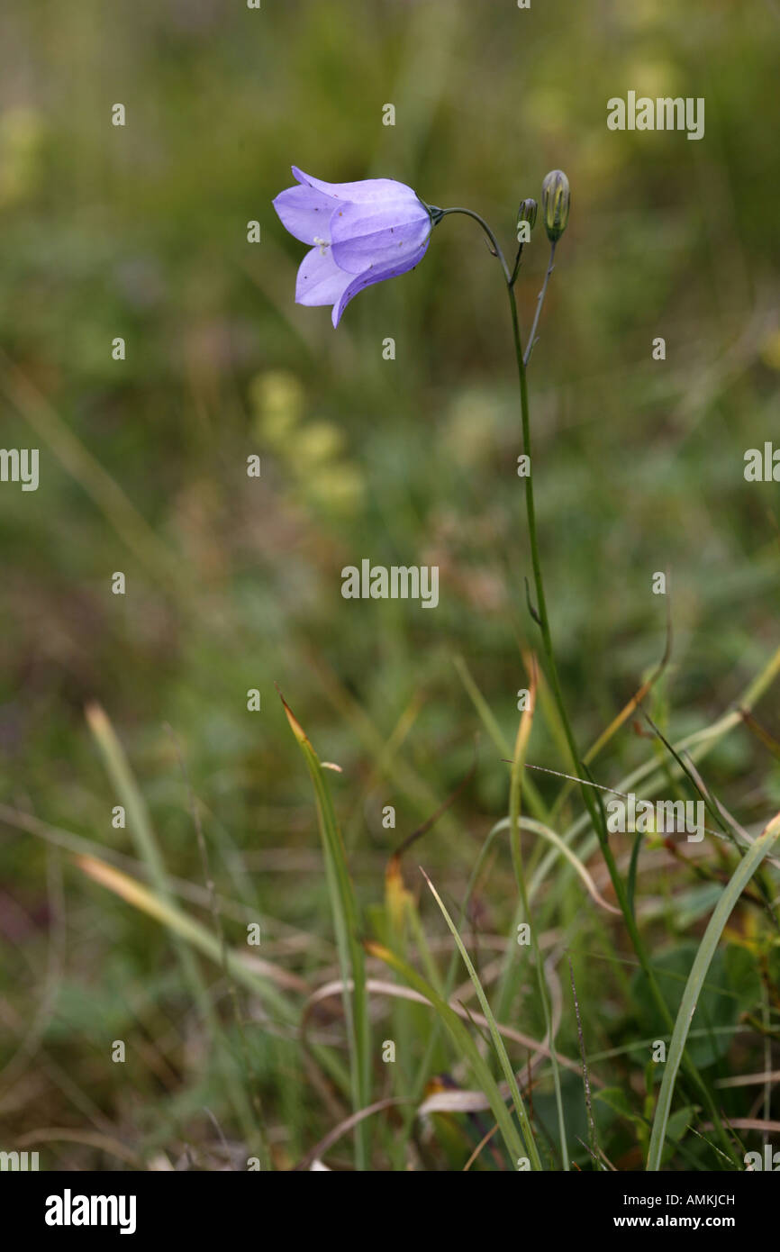 Harebell plant hi-res stock photography and images - Alamy