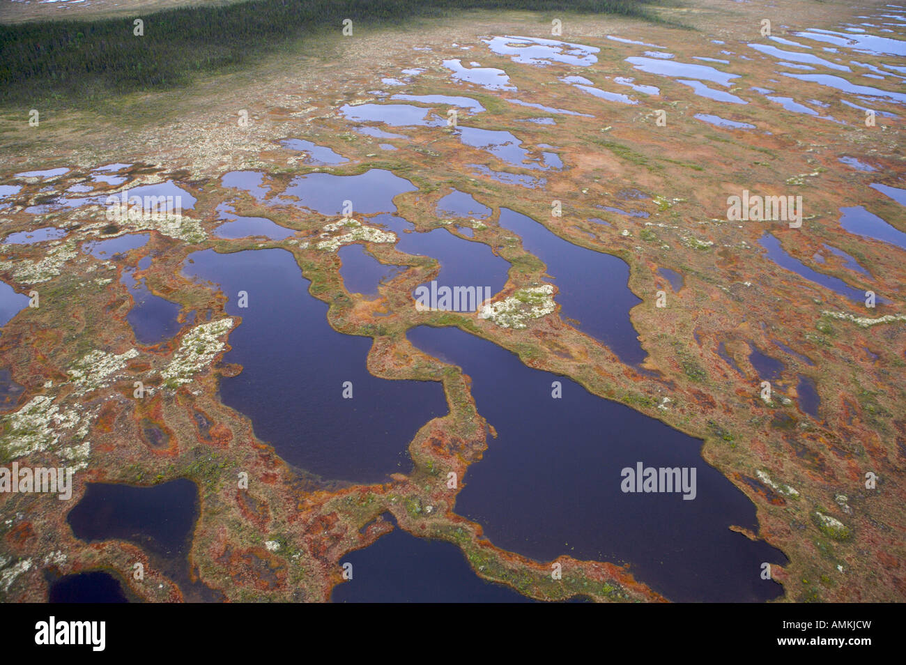 Aerial view of the marshland bogs in the wilderness of Southern ...