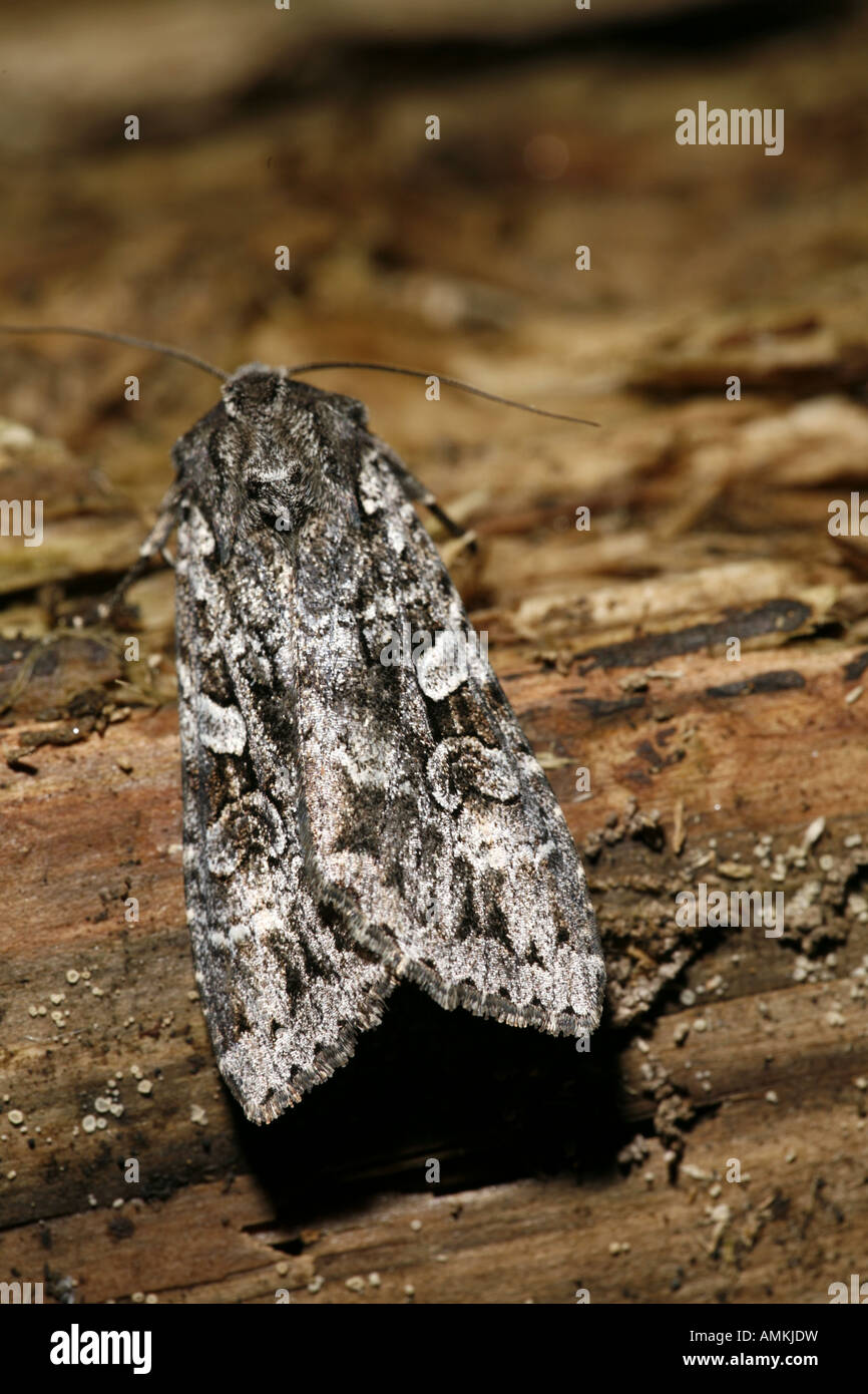 Occulta hi-res stock photography and images - Alamy