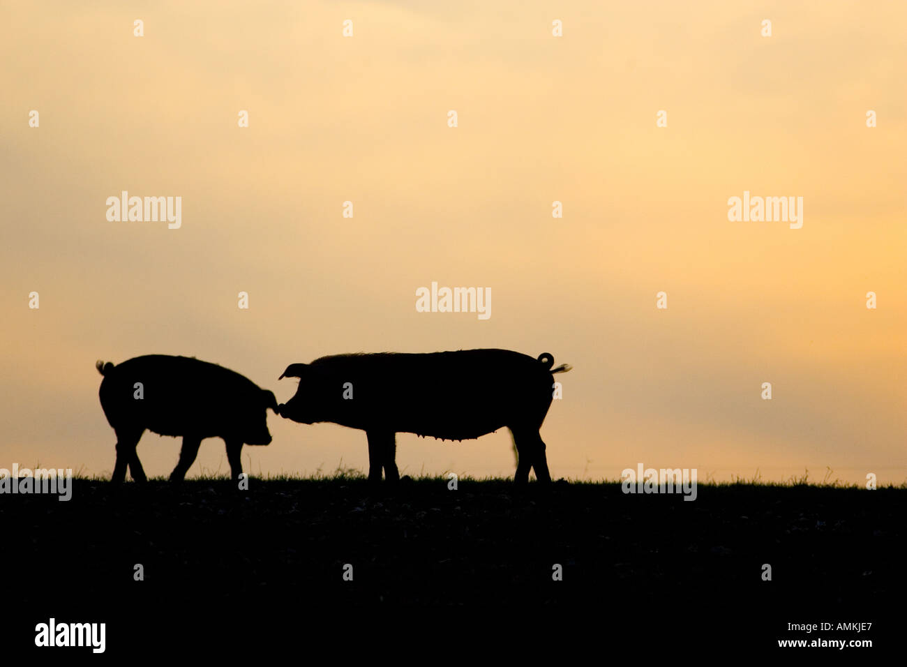 British farm animals sunset hi-res stock photography and images - Alamy