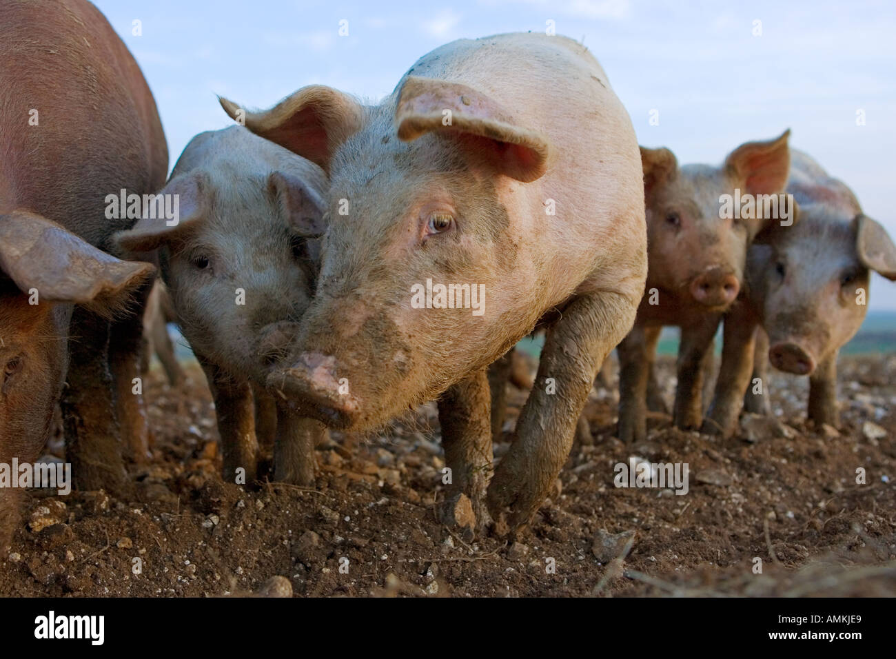 Camborough pigs hi-res stock photography and images - Alamy