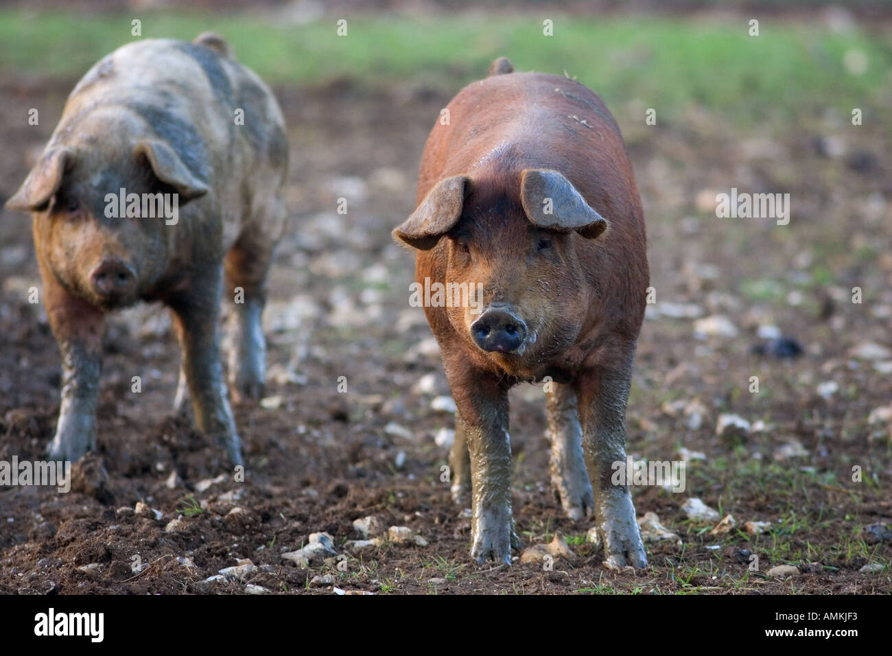 Camborough pigs hi-res stock photography and images - Alamy