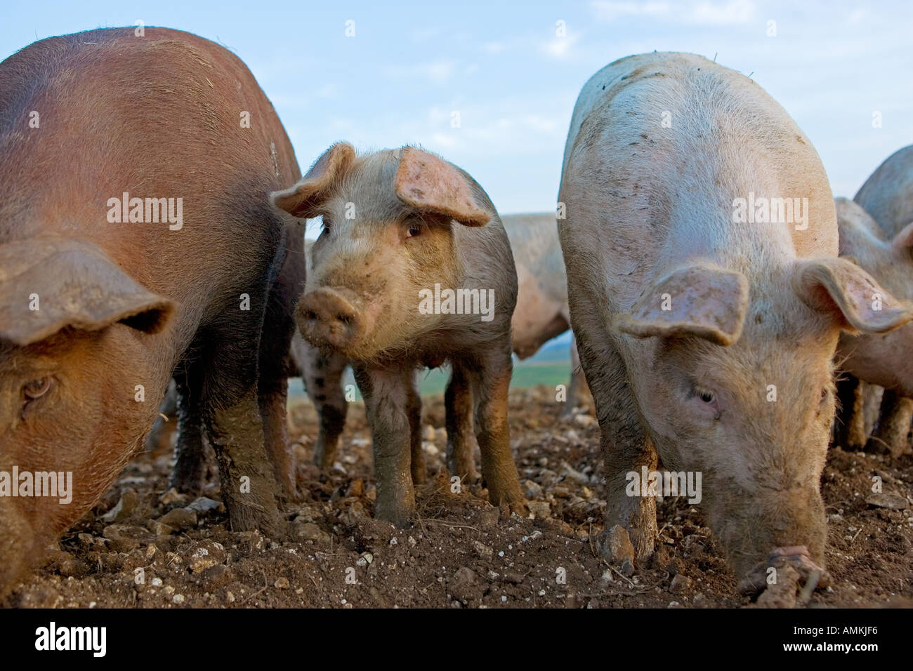 Make a pig of oneself hi-res stock photography and images - Alamy