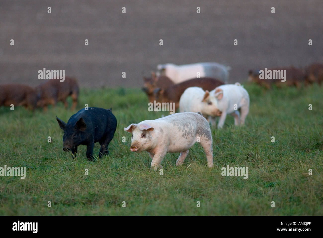 Camborough pigs hi-res stock photography and images - Alamy