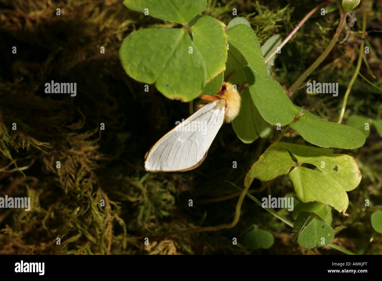 Male ghost moth hi-res stock photography and images - Alamy