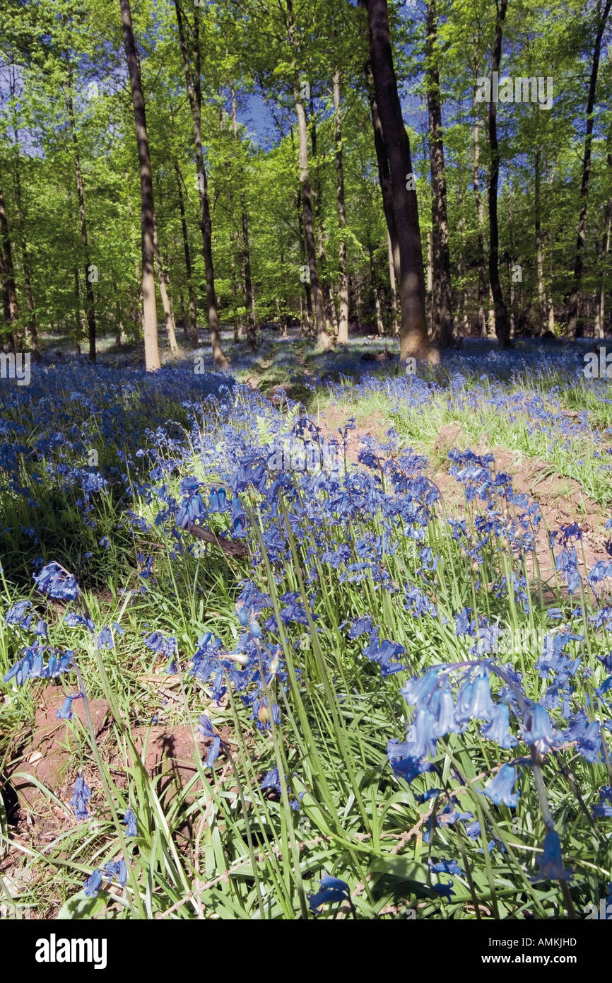Forest of Dean Gloucestershire Midlands England Stock Photo - Alamy