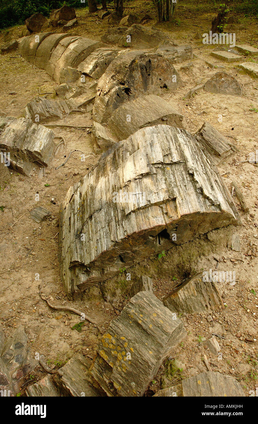 Petrified tree trunk (Araucarioxylon sp.) in Petrified Forest of ...