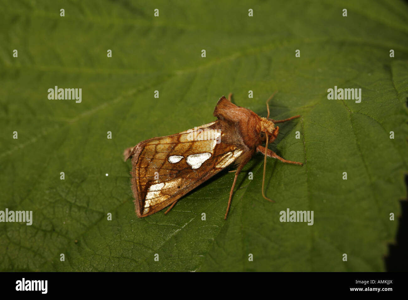 Gold spot moth hi-res stock photography and images - Alamy