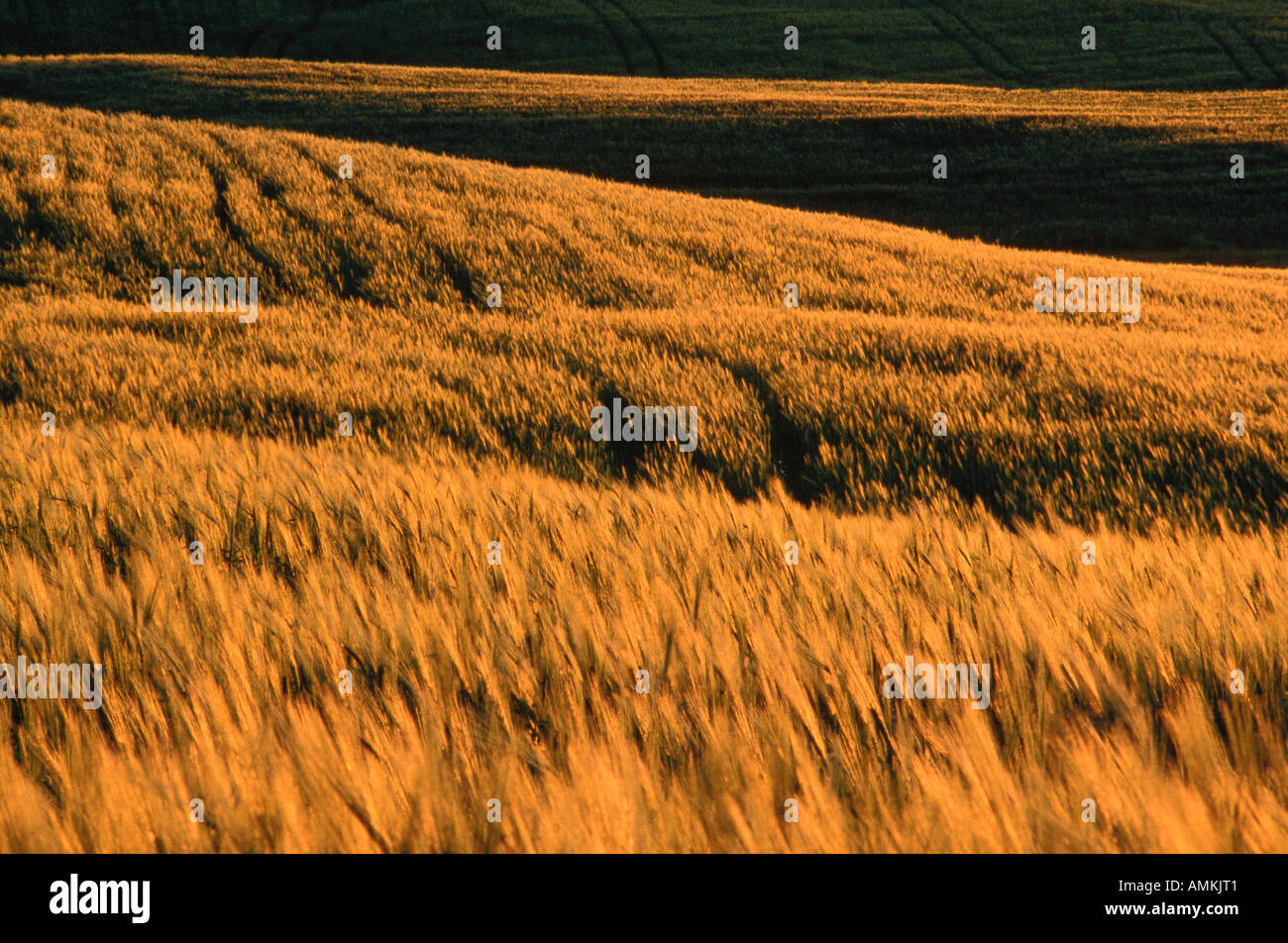 Barley Field At Sunset High Resolution Stock Photography and Images - Alamy