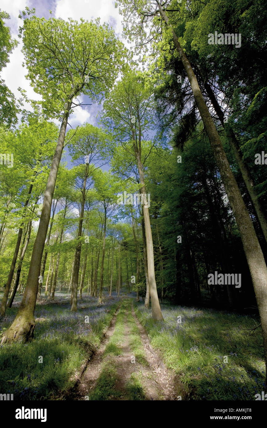 Forest of Dean Gloucestershire Midlands England Stock Photo - Alamy