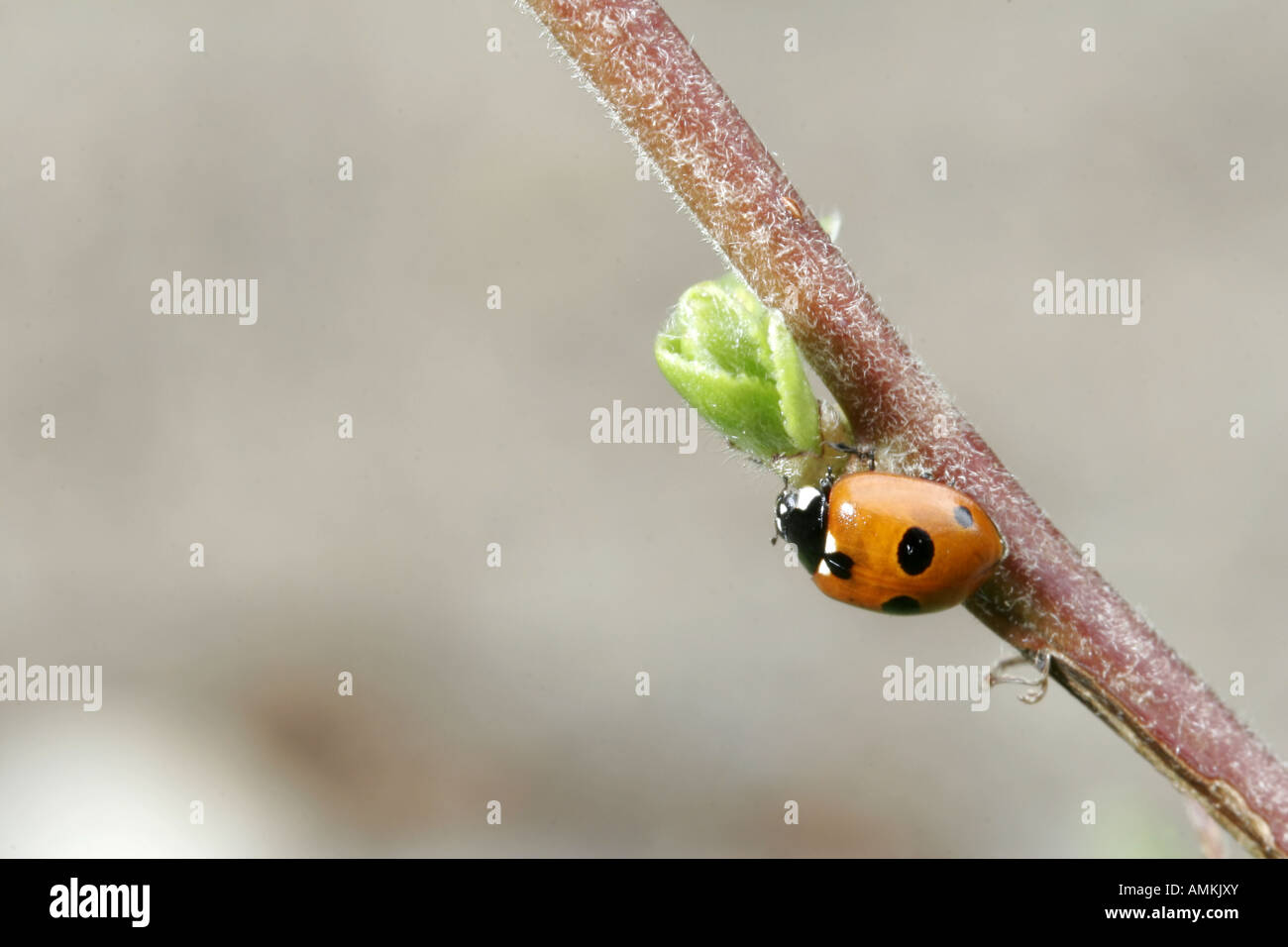 The 5 spot hi-res stock photography and images - Alamy