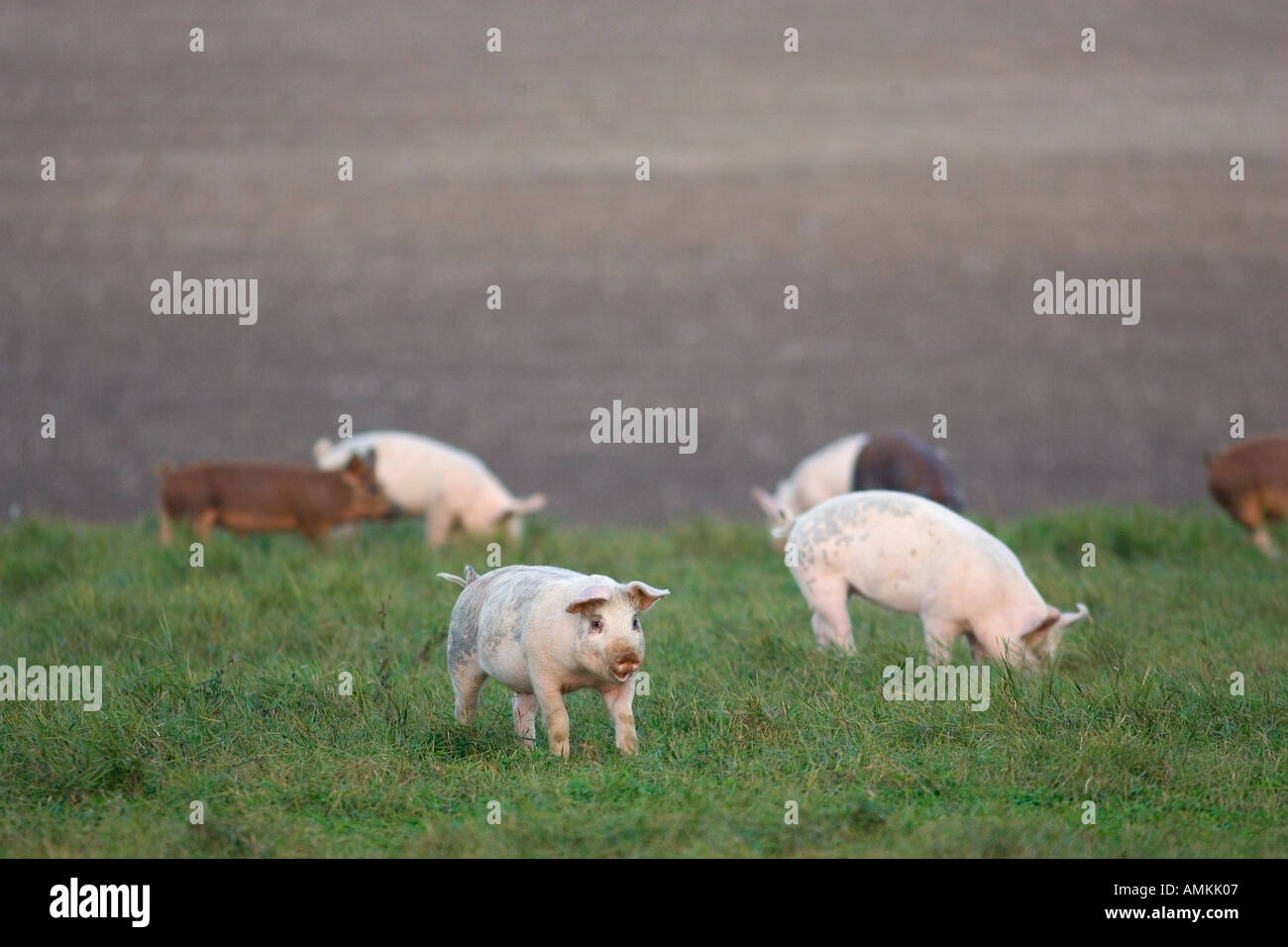 Camborough pigs hi-res stock photography and images - Alamy