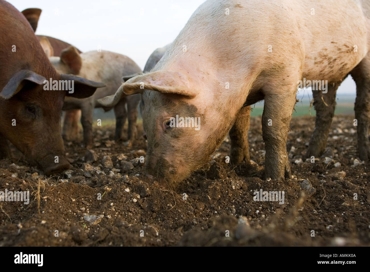 Camborough pigs hi-res stock photography and images - Alamy