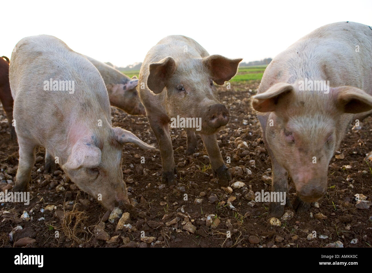 The camborough pig hi-res stock photography and images - Alamy
