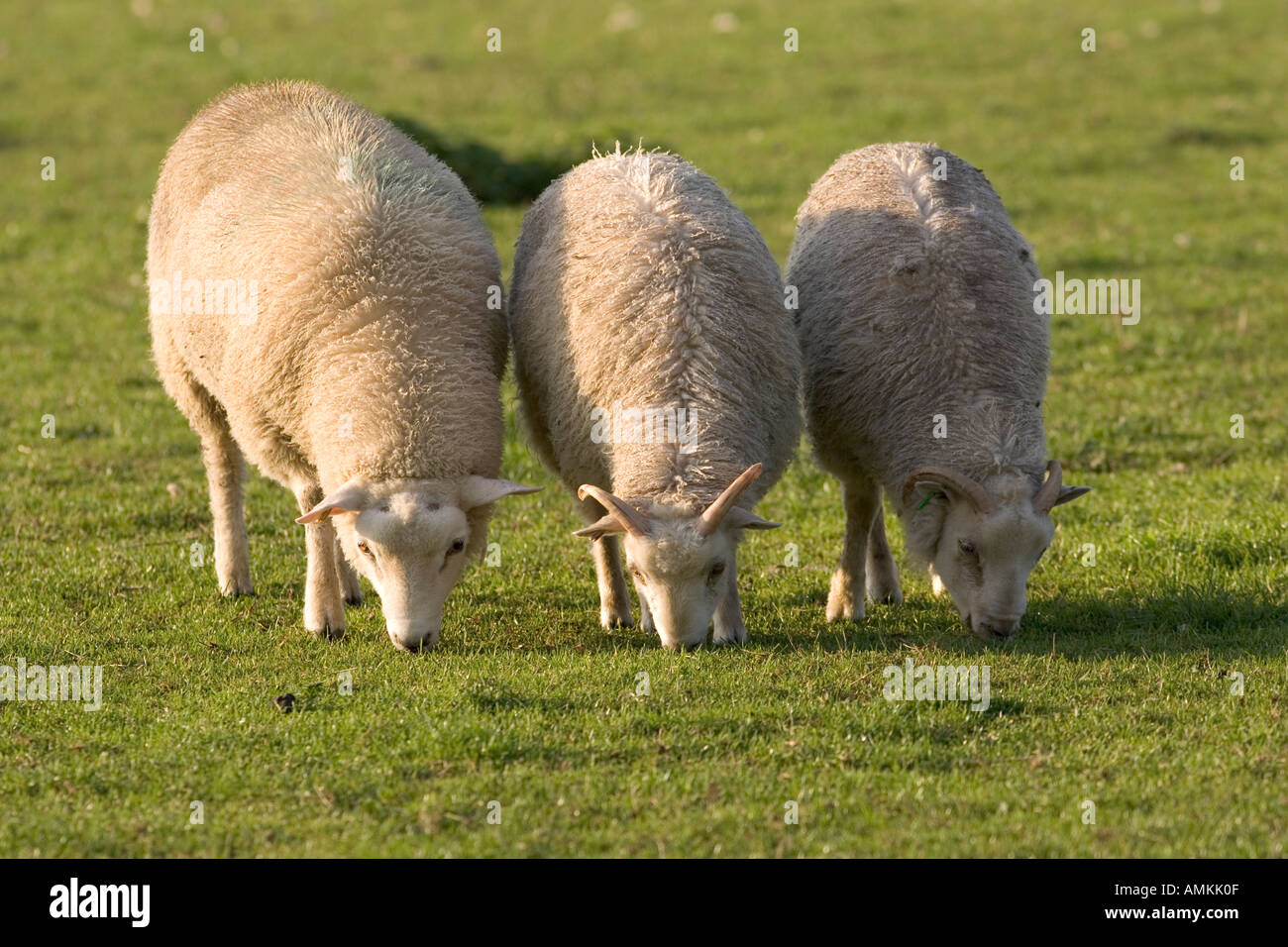 Sheep grazing in England Stock Photo - Alamy