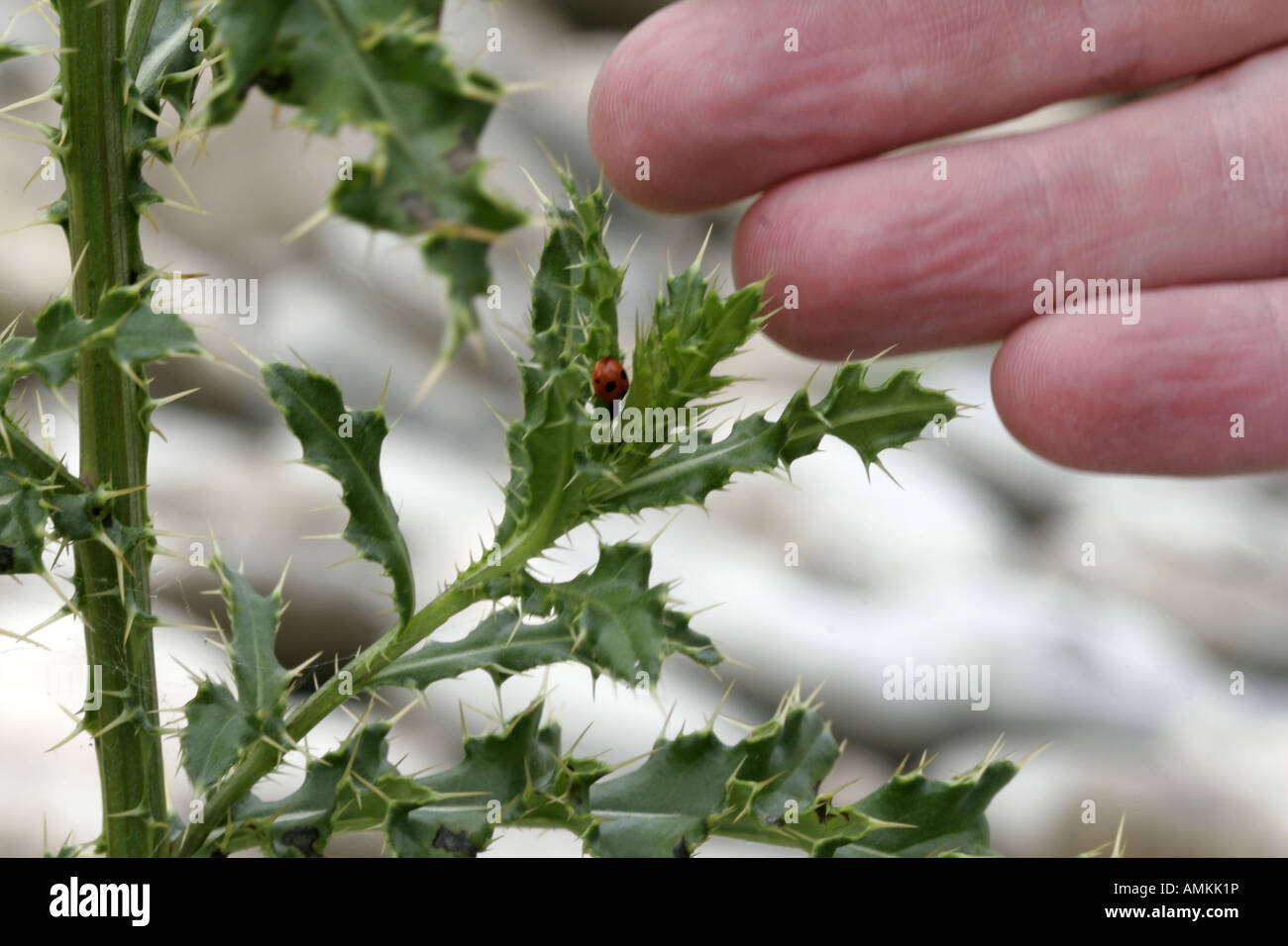 The 5 spot hi-res stock photography and images - Alamy