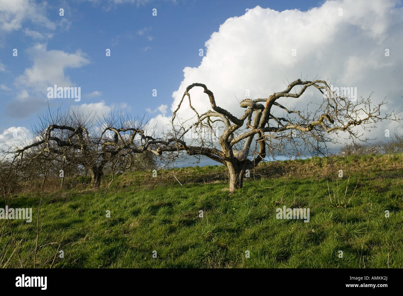 apple trees in winter Stock Photo - Alamy