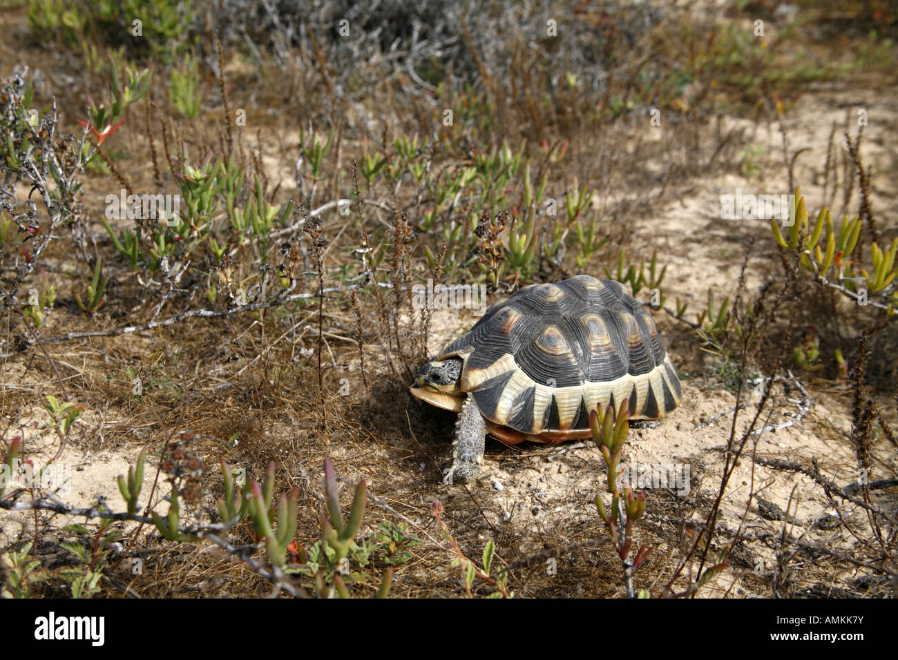 Angulate tortoise chersina angulata hi-res stock photography and images ...