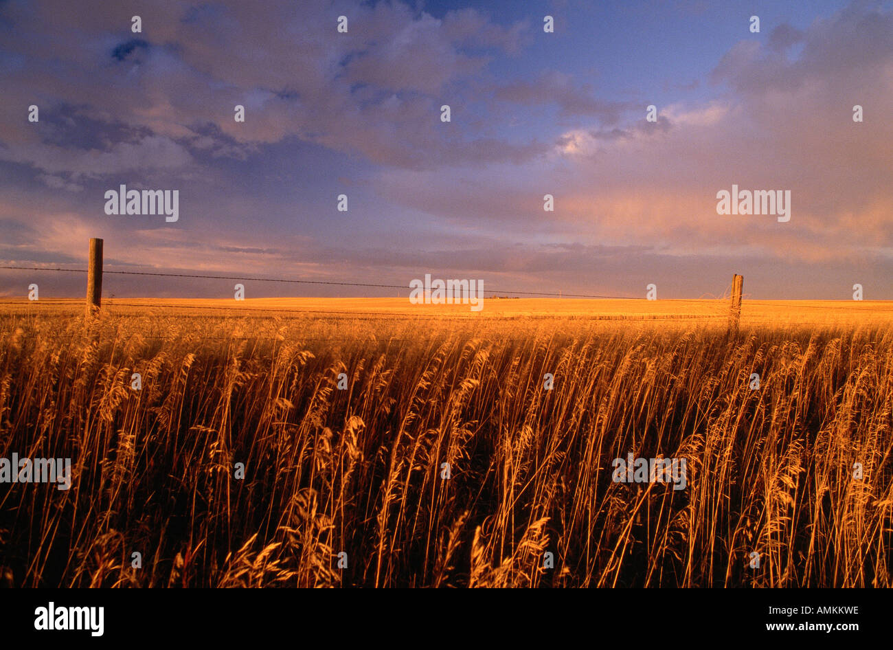 Sunset, Southern Alberta, Canada Stock Photo - Alamy
