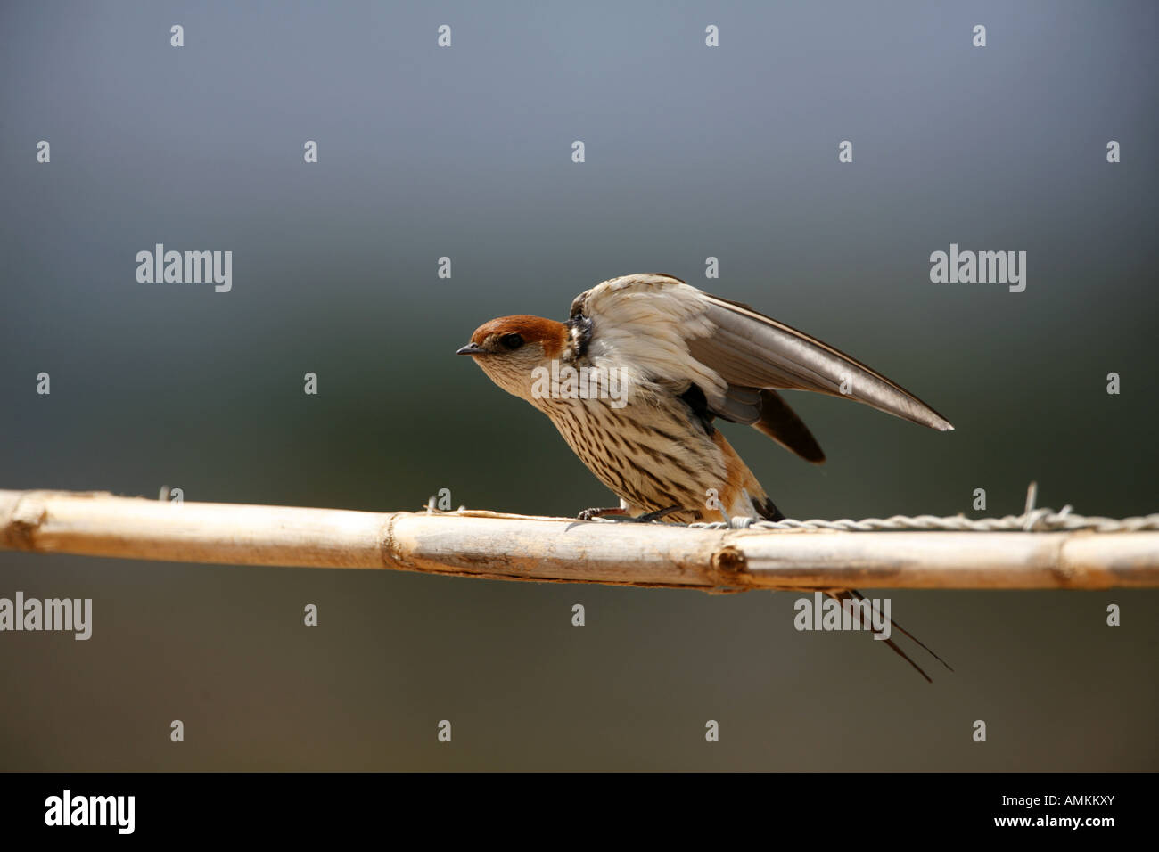 Greater striped swallow hi-res stock photography and images - Alamy