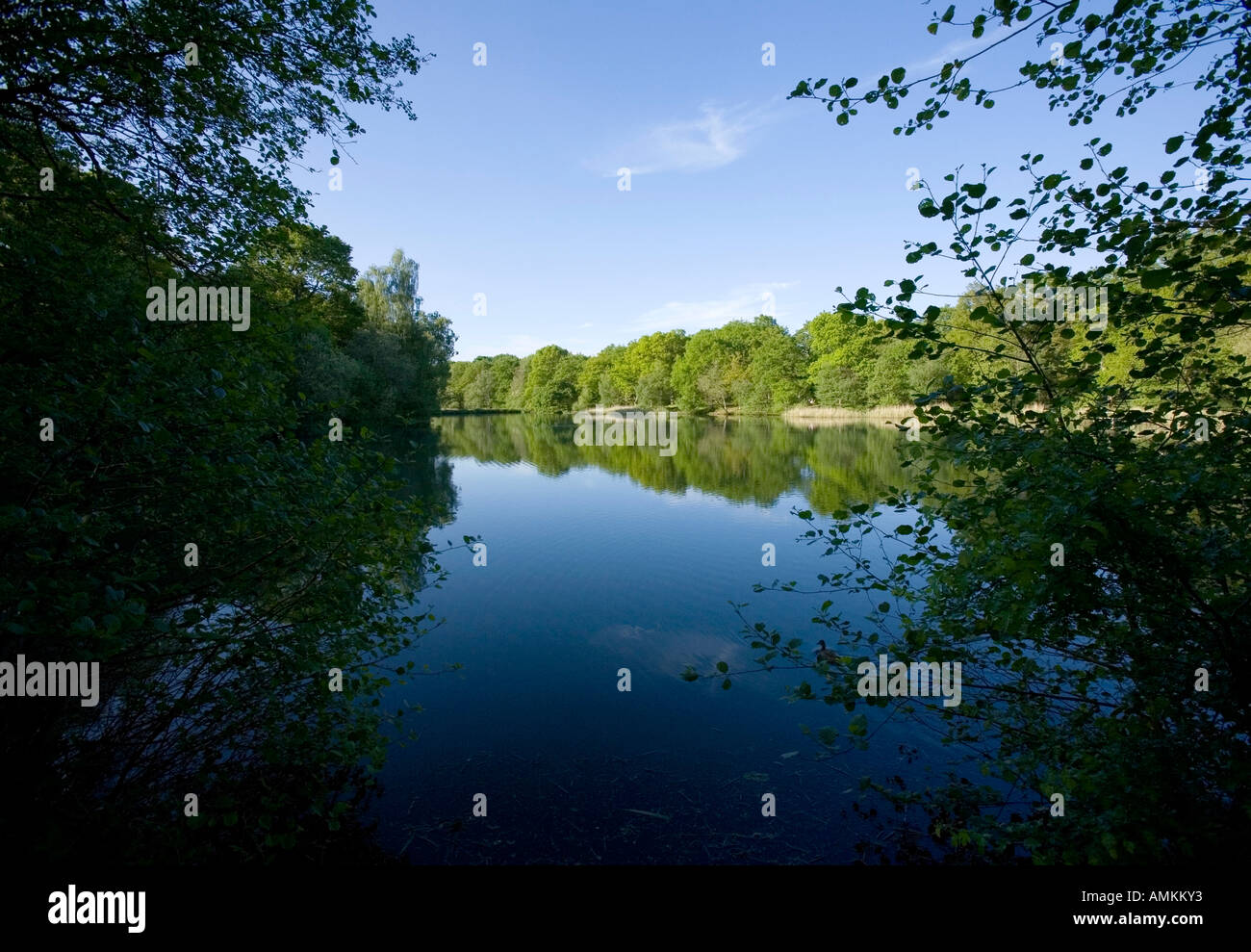 Forest of Dean Gloucestershire Midlands England Stock Photo - Alamy