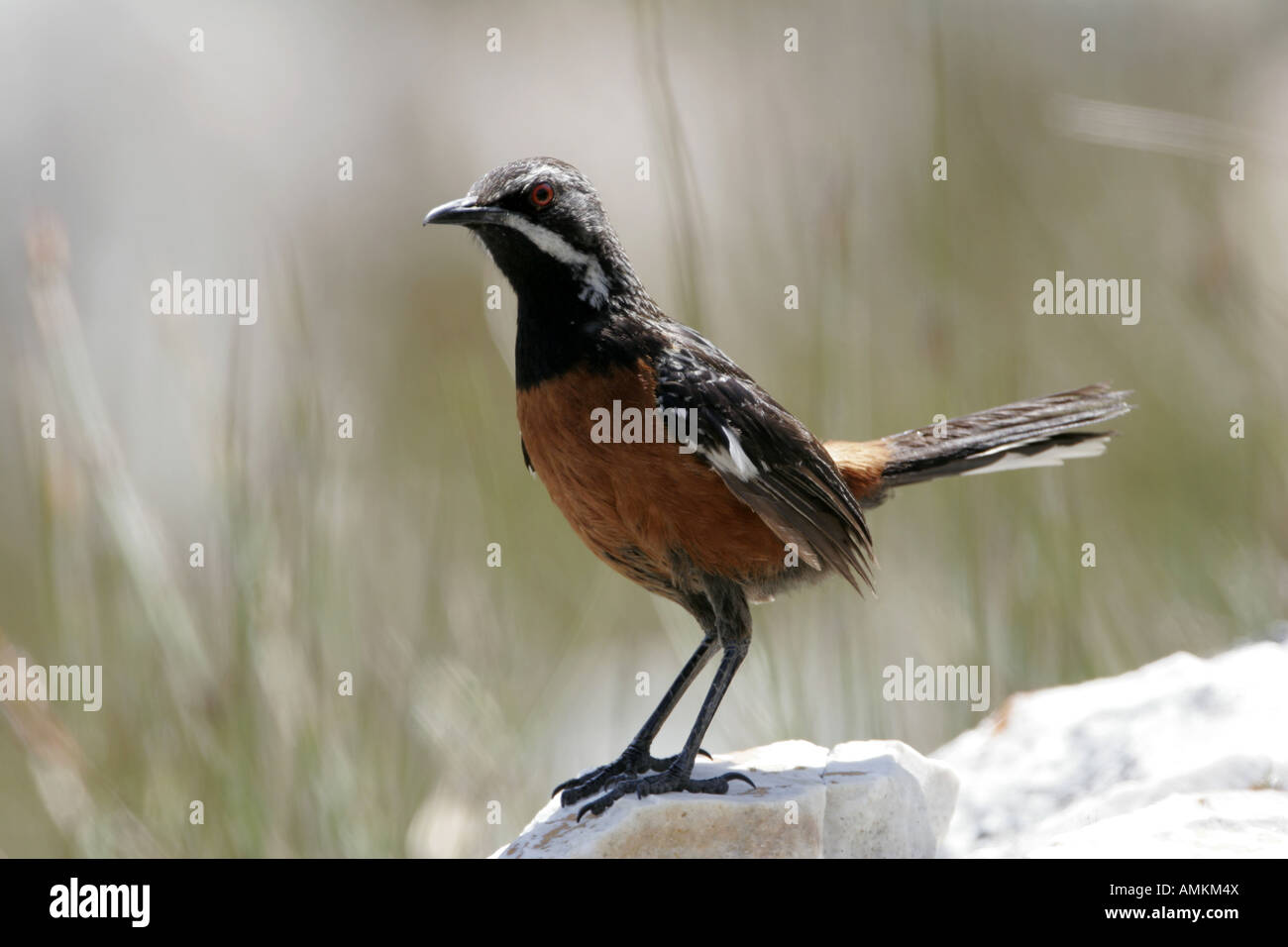 Rock jumper hi-res stock photography and images - Alamy
