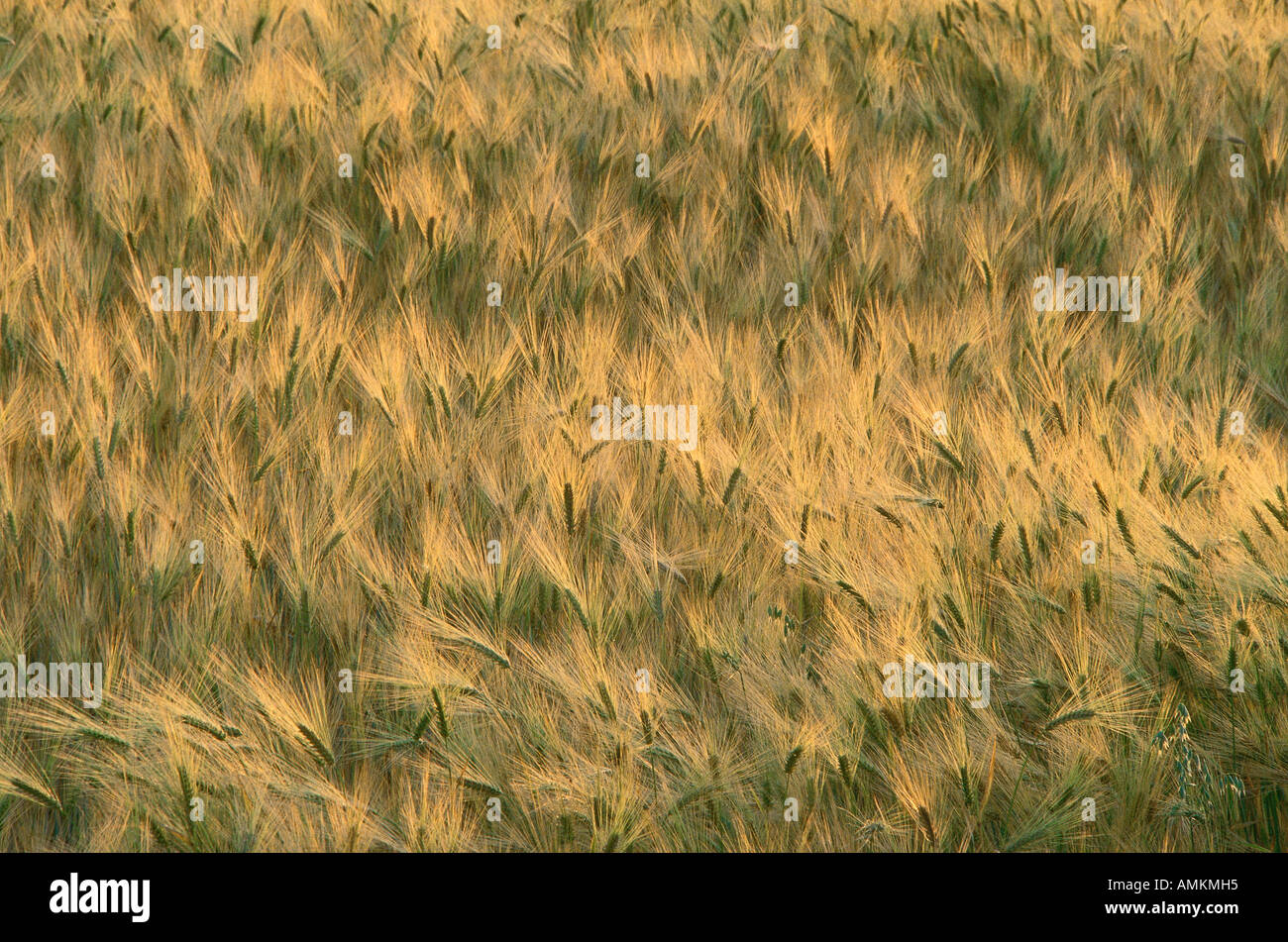 Barley Field, Alberta, Canada Stock Photo - Alamy