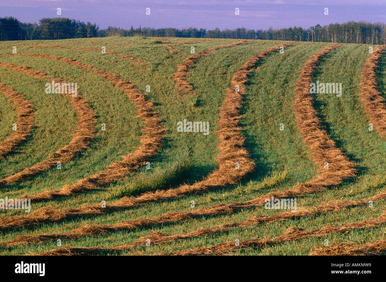 Swathing hay hi-res stock photography and images - Alamy